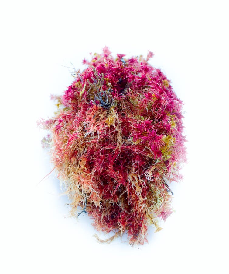 Natural Moss Decoration on White Background Stock Image - Image of lush ...