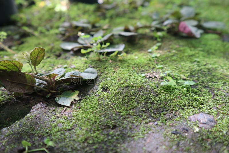 Natural moss in the garden stock image. Image of botany - 247960105