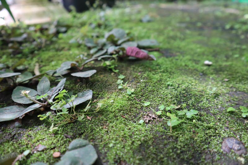 Natural moss in the garden stock image. Image of blossoms - 247959825