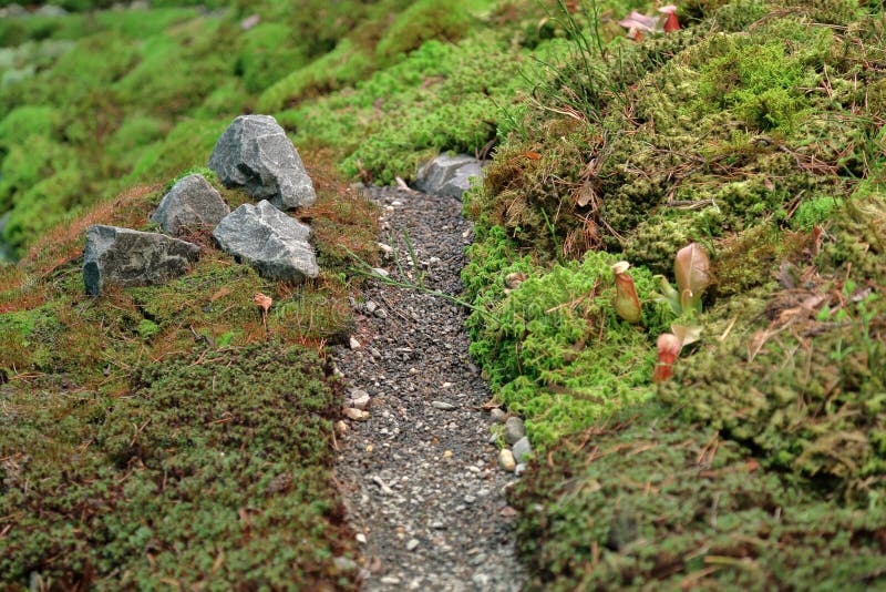 Natural Moss in a Modern Landscape Design Stock Image - Image of lichen ...
