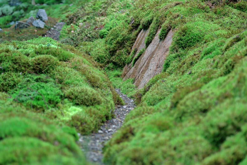 Natural Moss in a Modern Landscape Design Stock Image - Image of plant ...