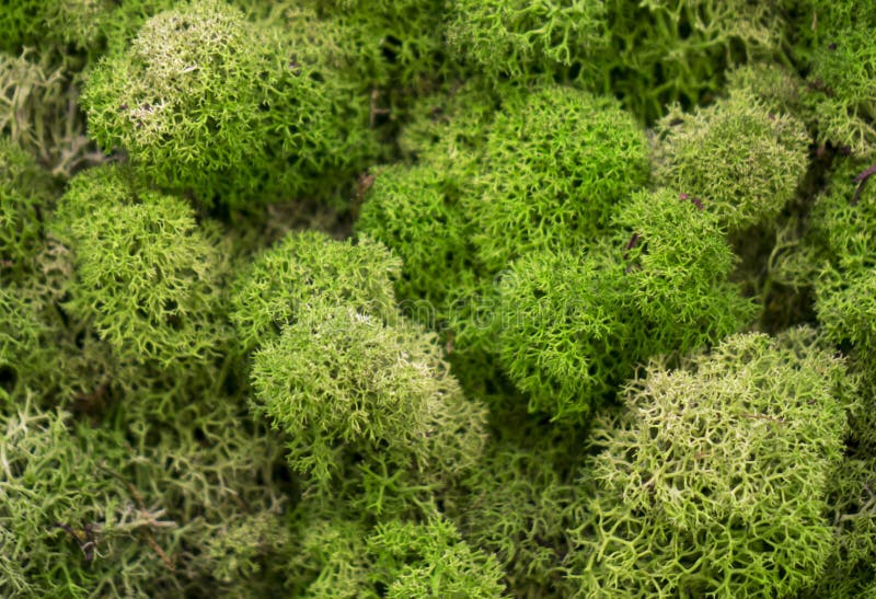 Natural Moss in Nature. Green Moss Background Texture Stock Photo ...