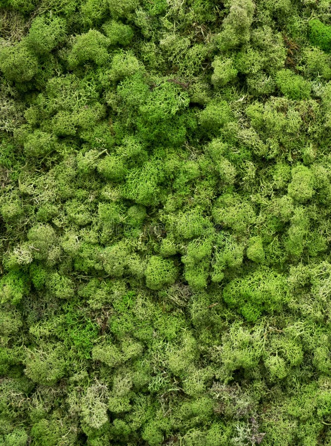 Natural Moss in Nature. Green Moss Background Texture Stock Photo ...