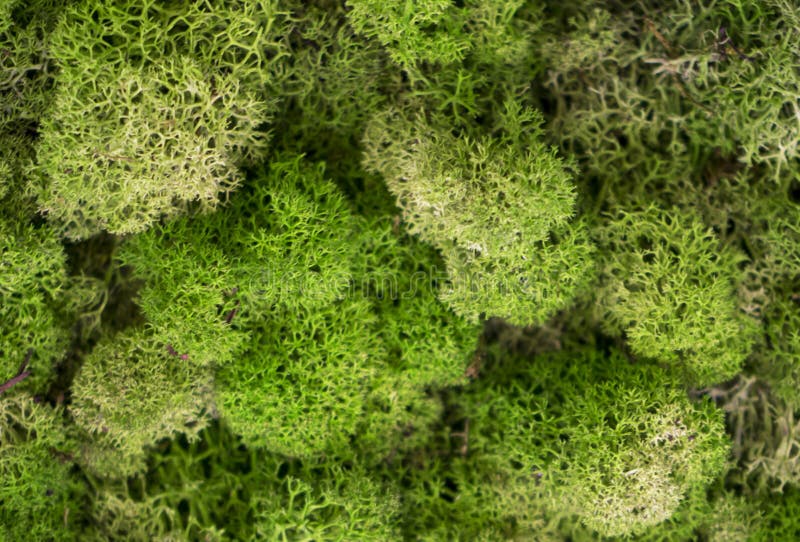Natural Moss in Nature. Green Moss Background Texture Stock Image ...