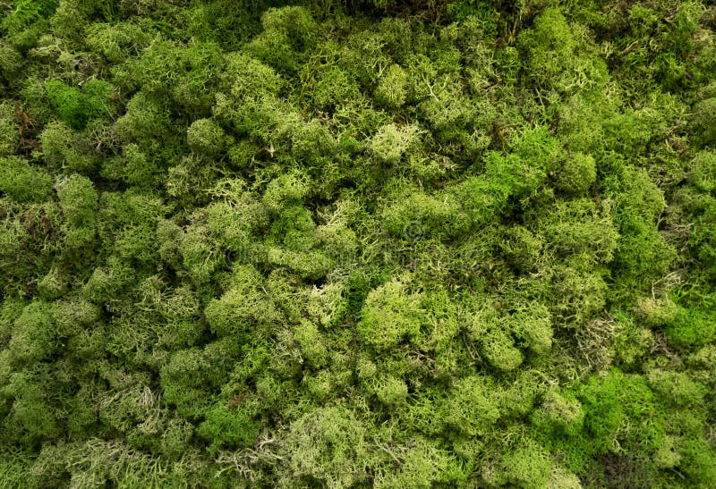 Natural Moss in Nature. Green Moss Background Texture Stock Image ...