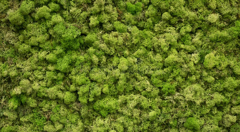 Natural Moss in Nature. Green Moss Background Texture Stock Image ...