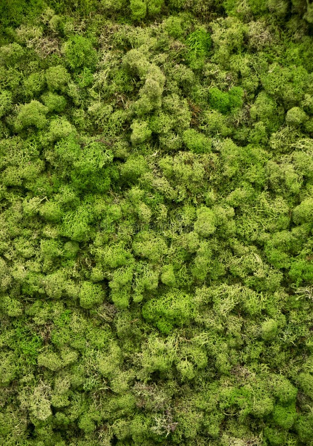 Natural Moss in Nature. Green Moss Background Texture Stock Image ...