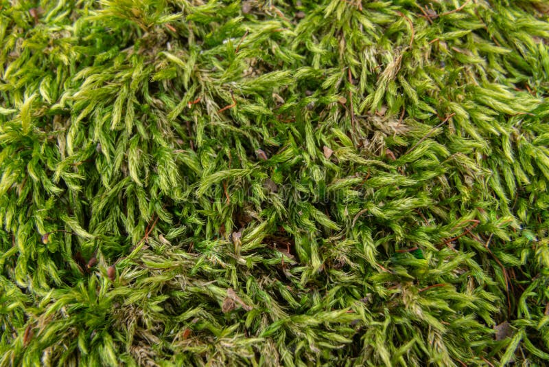Natural Moss in Nature. Green Moss Background Stock Image - Image of ...