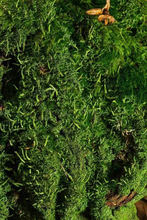 Natural Moss in Nature. Green Moss Background Texture Stock Photo ...