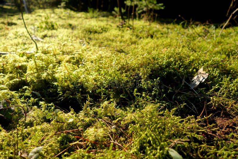 Natural Moss Texture Close-up Stock Photo - Image of effect, moss ...