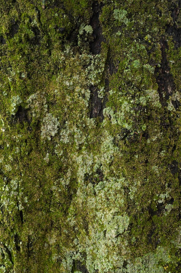 Natural Moss Texture on Tree Trunk. Moss Concept Stock Image - Image of ...