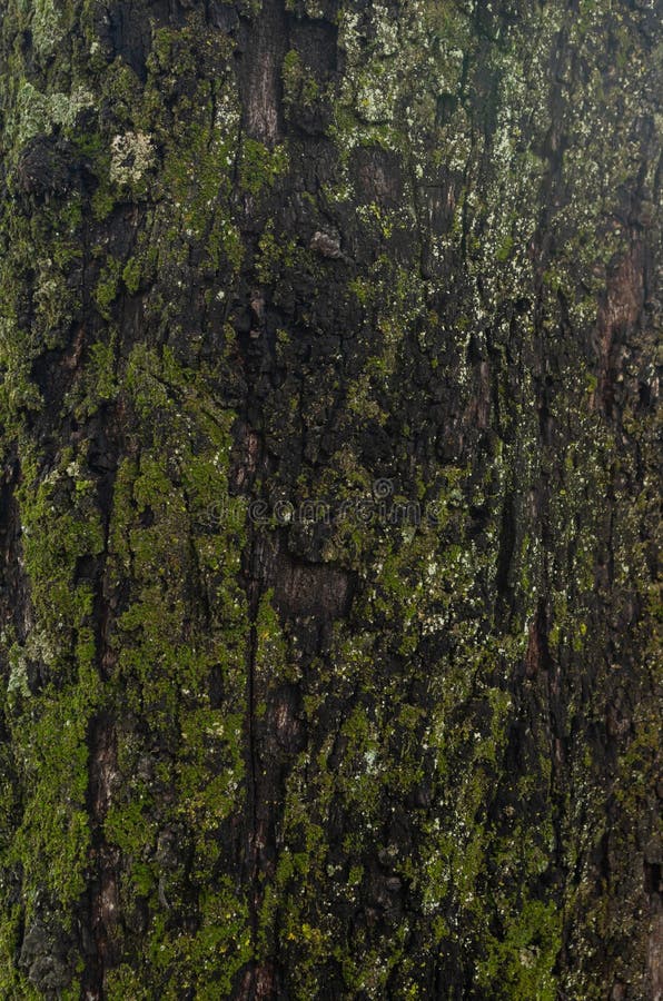 Natural Moss Texture on Tree Trunk. Moss Concept Stock Photo - Image of ...