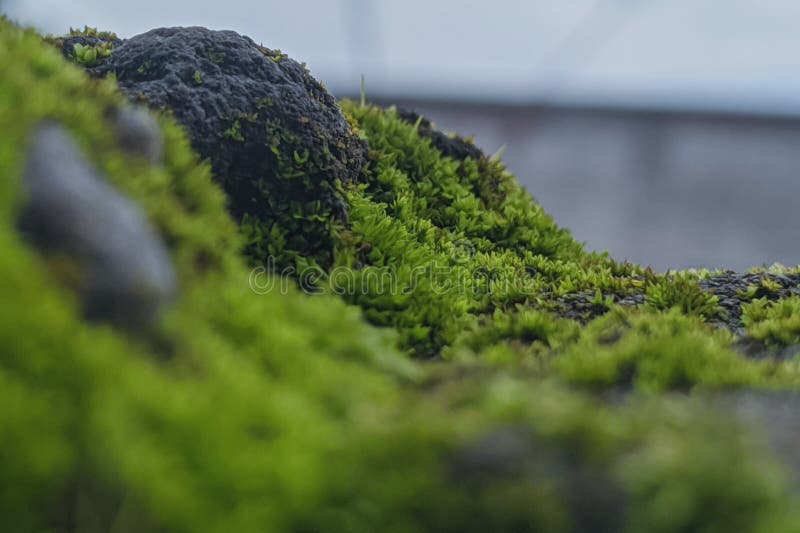 Natural mossy brick stock photo. Image of flower, natural - 209264210