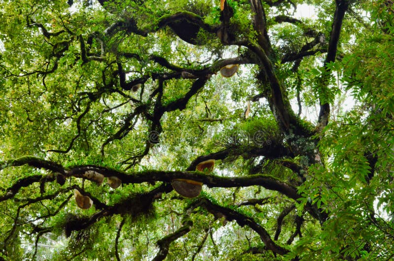 Natural Mountain Honey Bee Nest in Tree Stock Photo - Image of ...