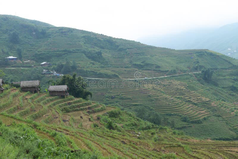 Natural Mountain Rice Filed, Vietnam Stock Photo - Image of climate ...