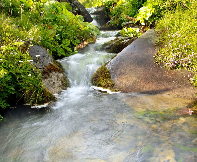 Natural Mountain Stream among Green Plants Stock Photo - Image of ...