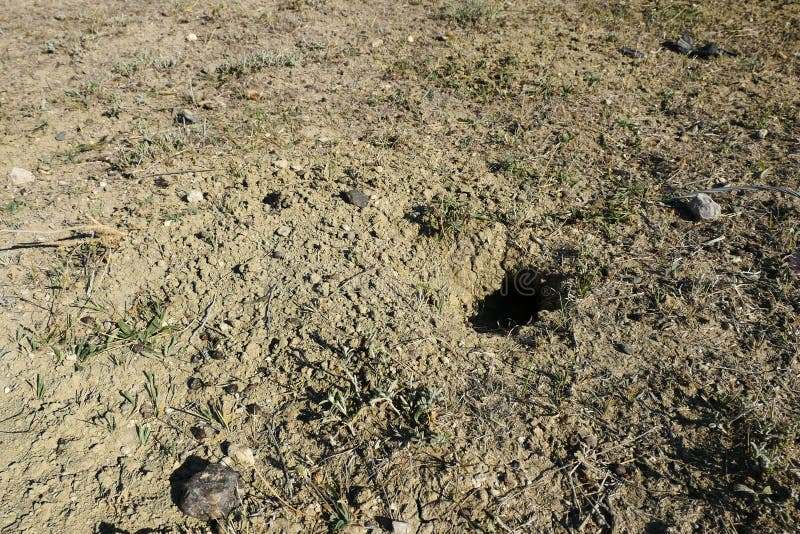 Natural Mouse Slots, Mouse Holes on the Ground, Mouse Holes in the ...