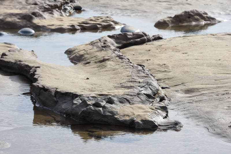 Natural Mud and Clay Formations on the Beach at Low Tide Stock Image ...
