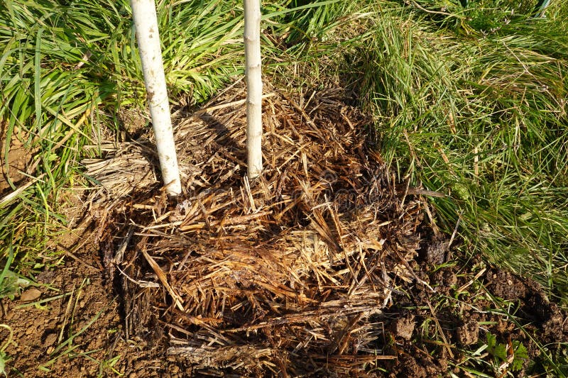 Natural Mulching in Fruit Tree, Mulching with Straw for Fruit Trees or ...