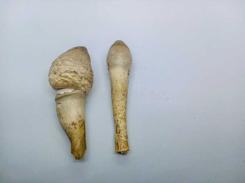 Alimb Stock Photos - Free & Royalty-Free Stock Photos from Dreamstime