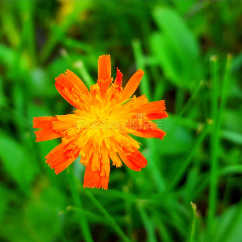 Natural mutation stock photo. Image of dandelion, grass - 73429478