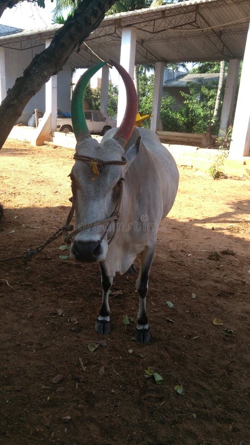 Native indian cattle breed stock photo. Image of indian - 111280816