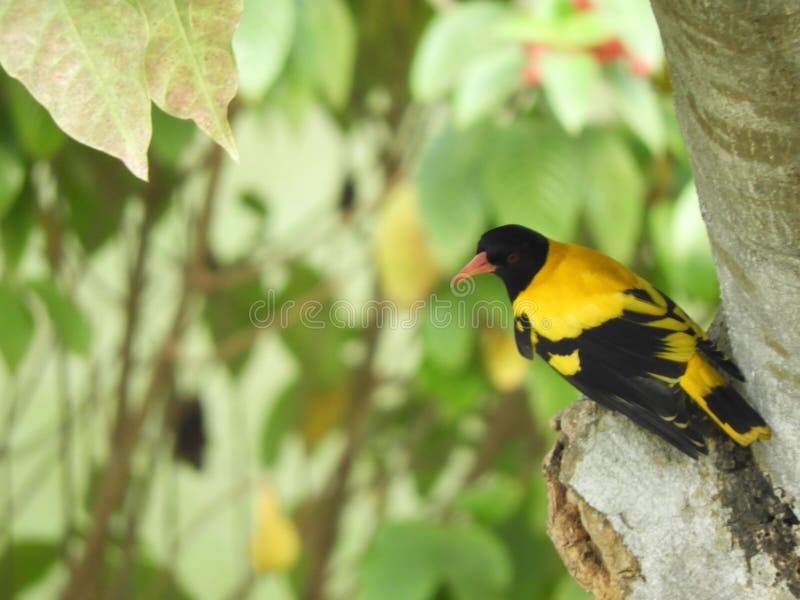 Natural stock photo. Image of beauty, bird, real, flower - 151474964