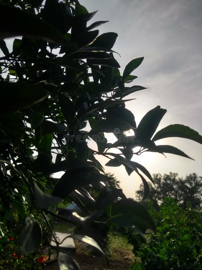 Natural Nature India Beautiful Sunny Plants Stock Photo - Image of ...