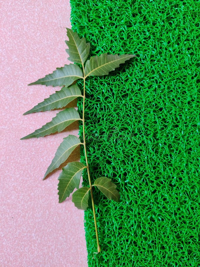 Natural Neem Leaves. Daylight. Green Bg Stock Photo - Image of green ...