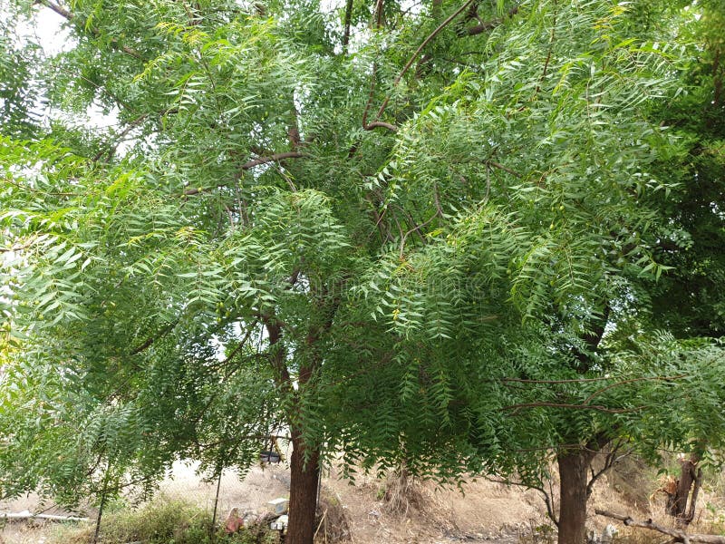 This is the Neem Tree,in the Village of Ambegaon Maharashtra India ...