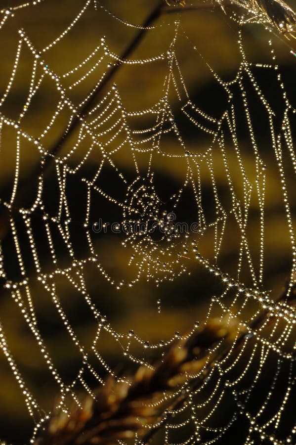 Natural Network Picture. Image: 2549144