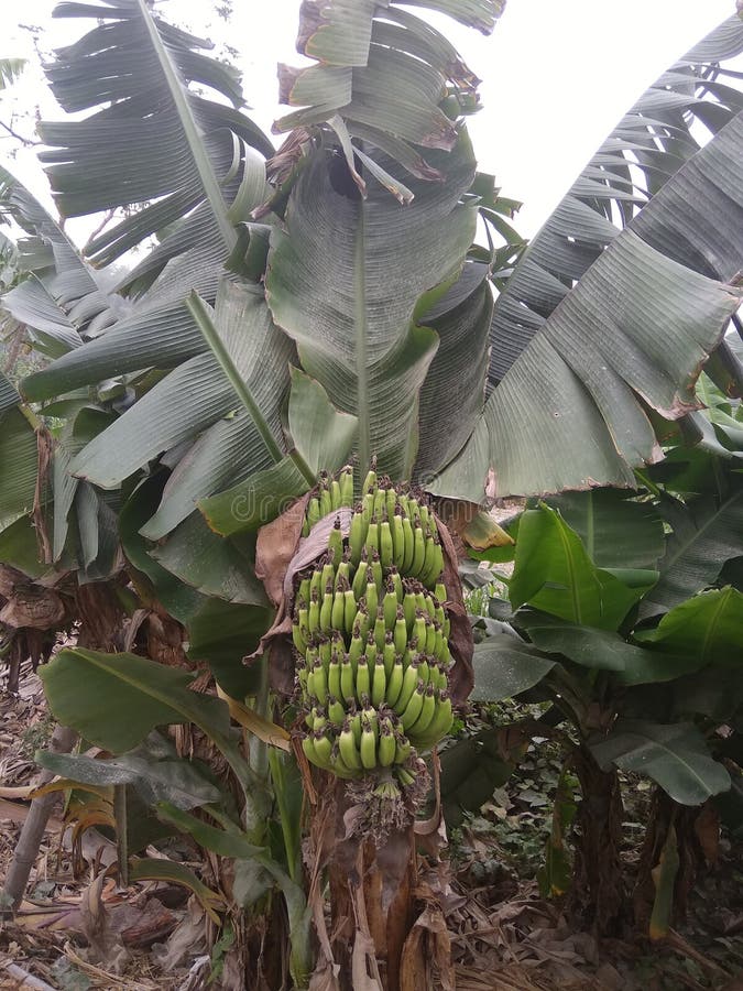 Natural Nice Looking Kela Ke Poudha Stock Image - Image of natural ...