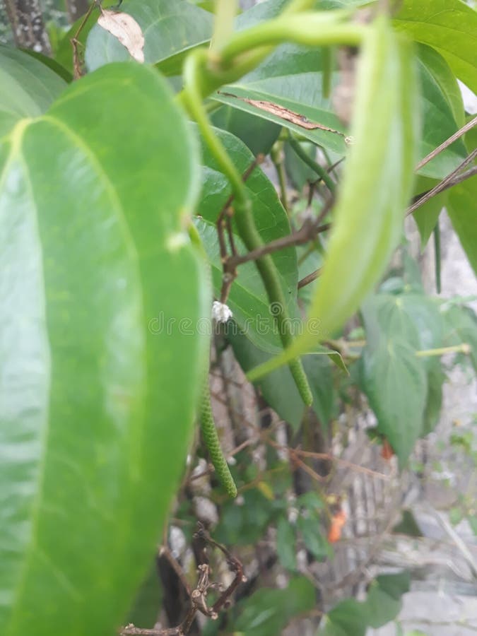 Natural no editing stock image. Image of leaft, natural - 240760603