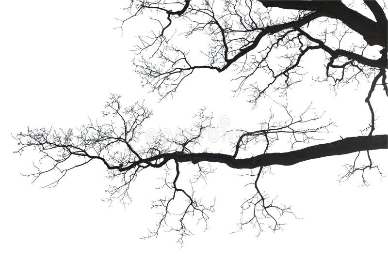 Oak Tree Branch Silhouette