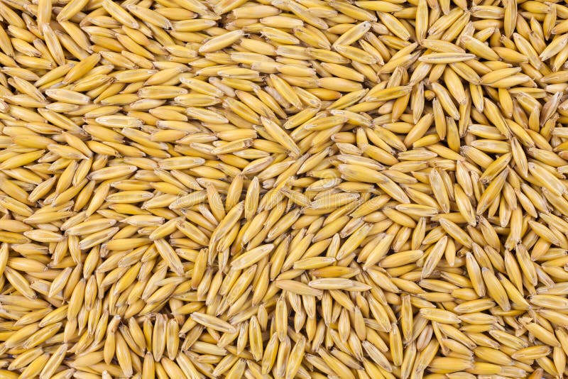 Natural Oat Grains Background, Closeup Stock Image - Image of yellow ...