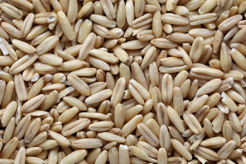 Natural Oat Grains Background, Closeup, Top View Stock Image - Image of ...