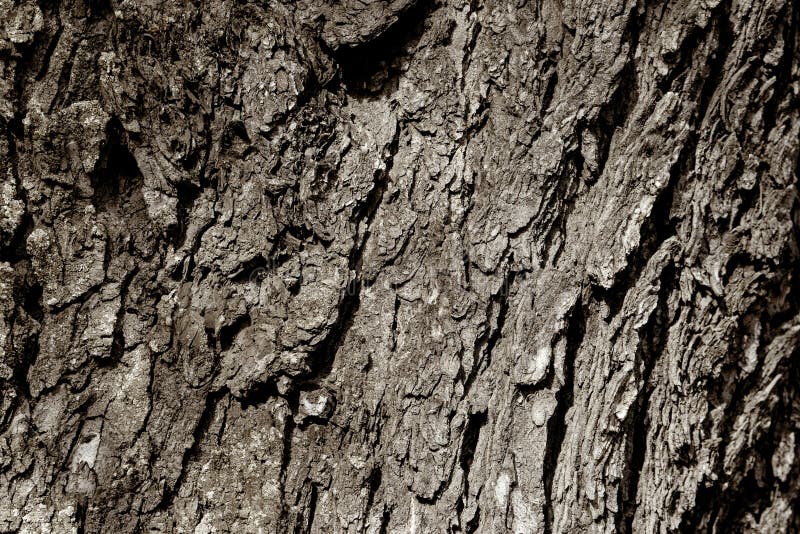 Natural old tree texture stock image. Image of detail - 89157595