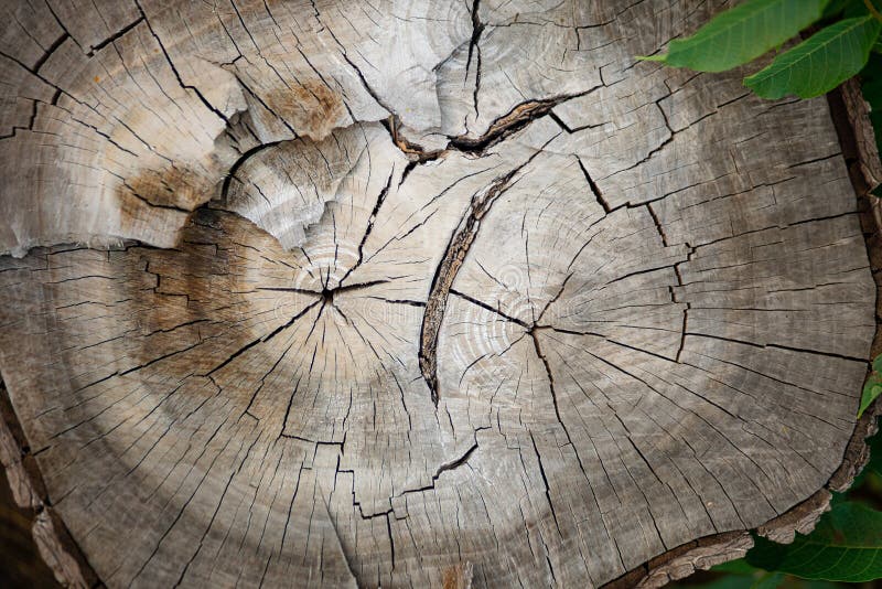Natural Old Wood Stump Texture Cross-section of Tree Trunk, Top View ...