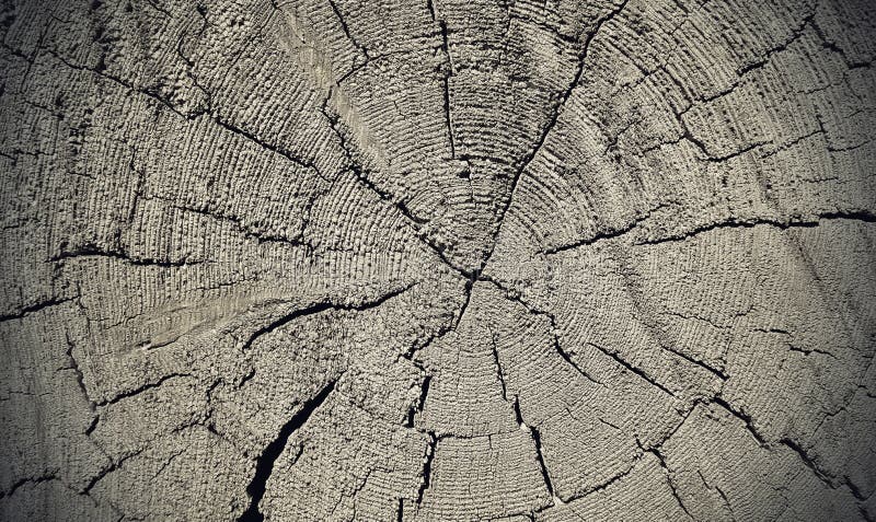 Natural Old Wooden Texture with Rings and Cracks Pattern Stock Photo ...