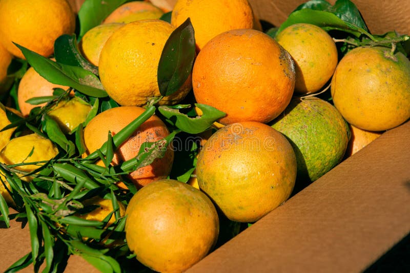 Natural Oranges from the Orchard Stock Image - Image of oranges ...