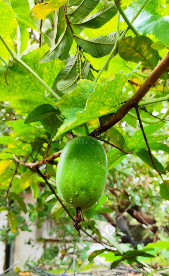 Natural Organic Ash Gourd Vegetable Stock Photo - Image of agriculture ...