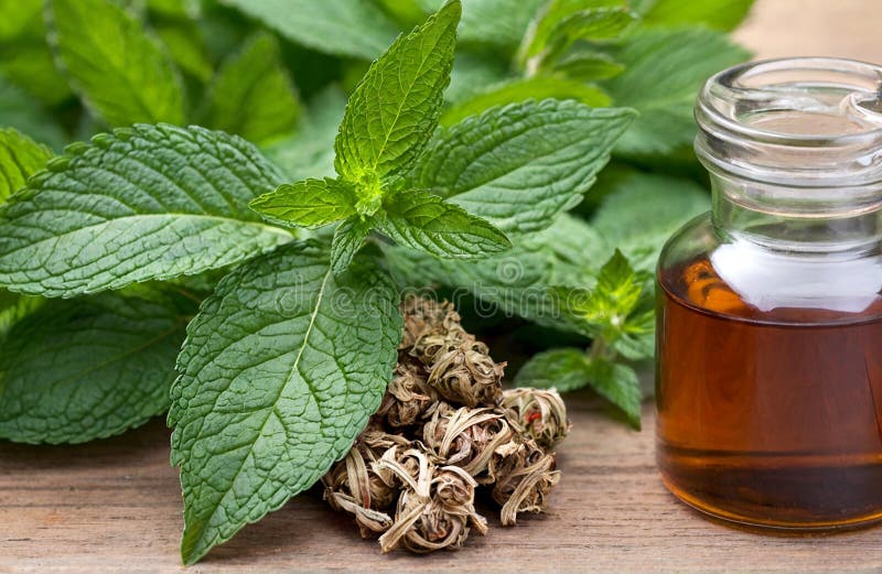 Natural Organic Extraction and Green Herbal Leaves Stock Illustration ...