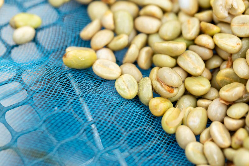 Natural Organic Green Coffee Beans Stock Image - Image of bean, food ...