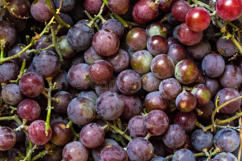 Natural Organic Red Grapes. Stock Photo - Image of dessert, juicy ...