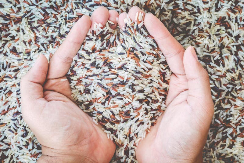 Natural Organic Rice with Hand Stock Image - Image of black, pile ...