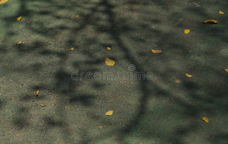 Natural Organic Tree Shadows Overlay on Fallen Leaves and Green Path ...