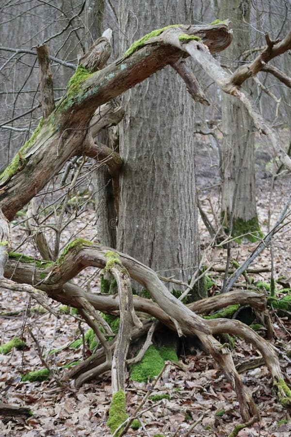 Natural, Original Form of Self-surrender Stock Image - Image of ...