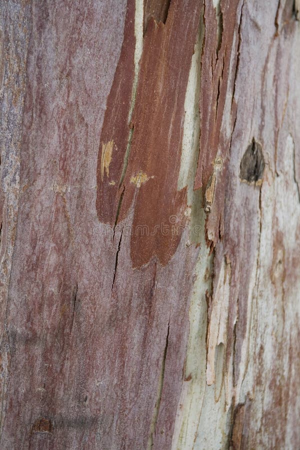 Natural Original Wooden Background in Close-up Stock Image - Image of ...