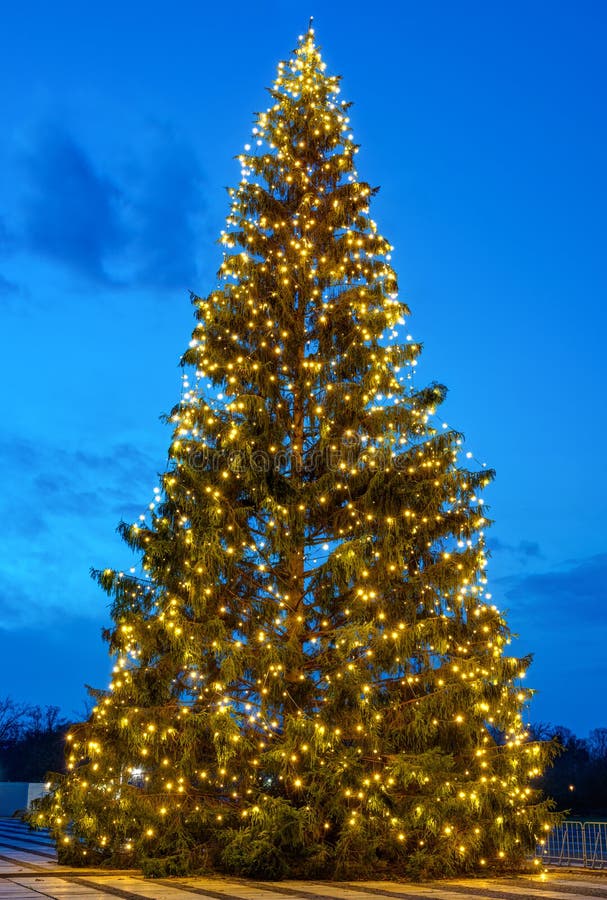 Natural Outdoor Christmas Tree Stock Image - Image of dusk, december ...