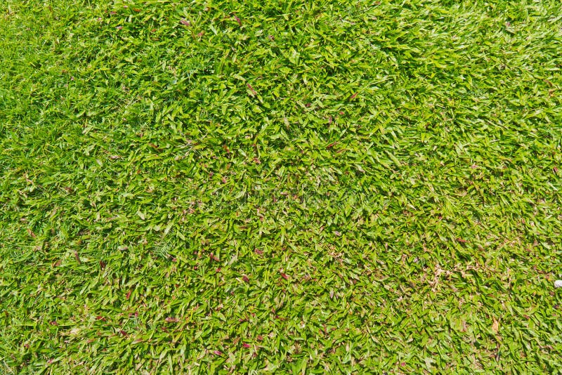 Natural Outdoor Green Grass Stock Photo - Image of meadow, lush: 25013512